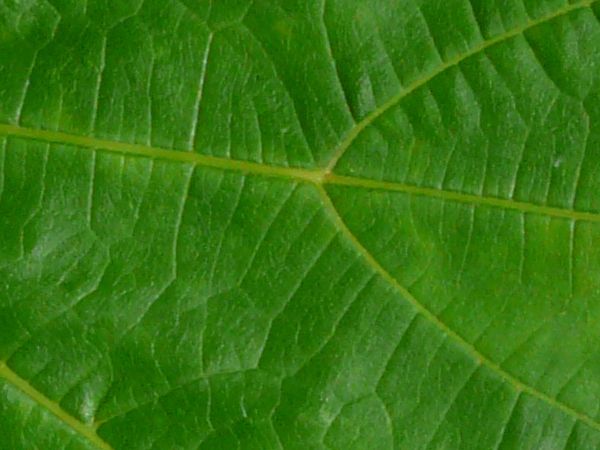 texture 0049 - Texturelib